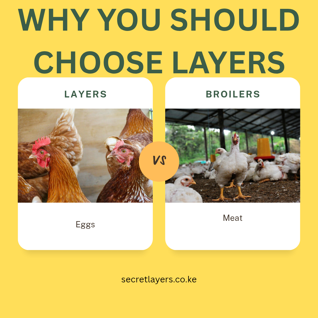 Layers Vs Broilers : 6 Reasons Why You Should Choose Layers - Secret Layers